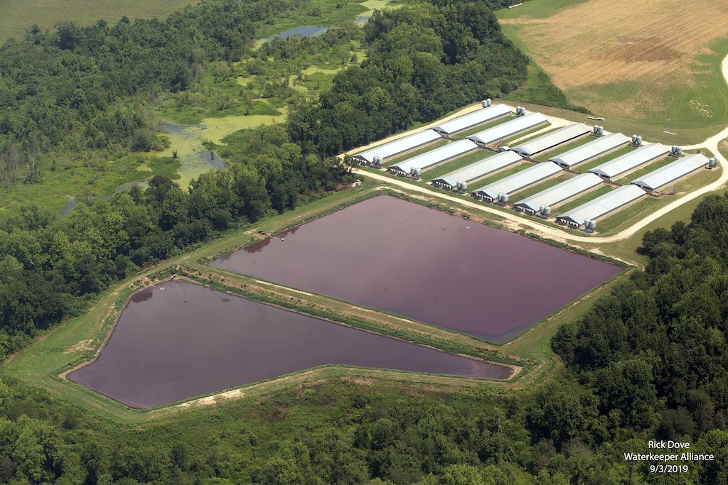 Factory Pig Farms Lagoons